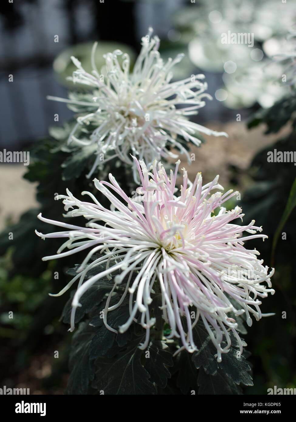 Close up of spider mums flowers Stock Photo - Alamy