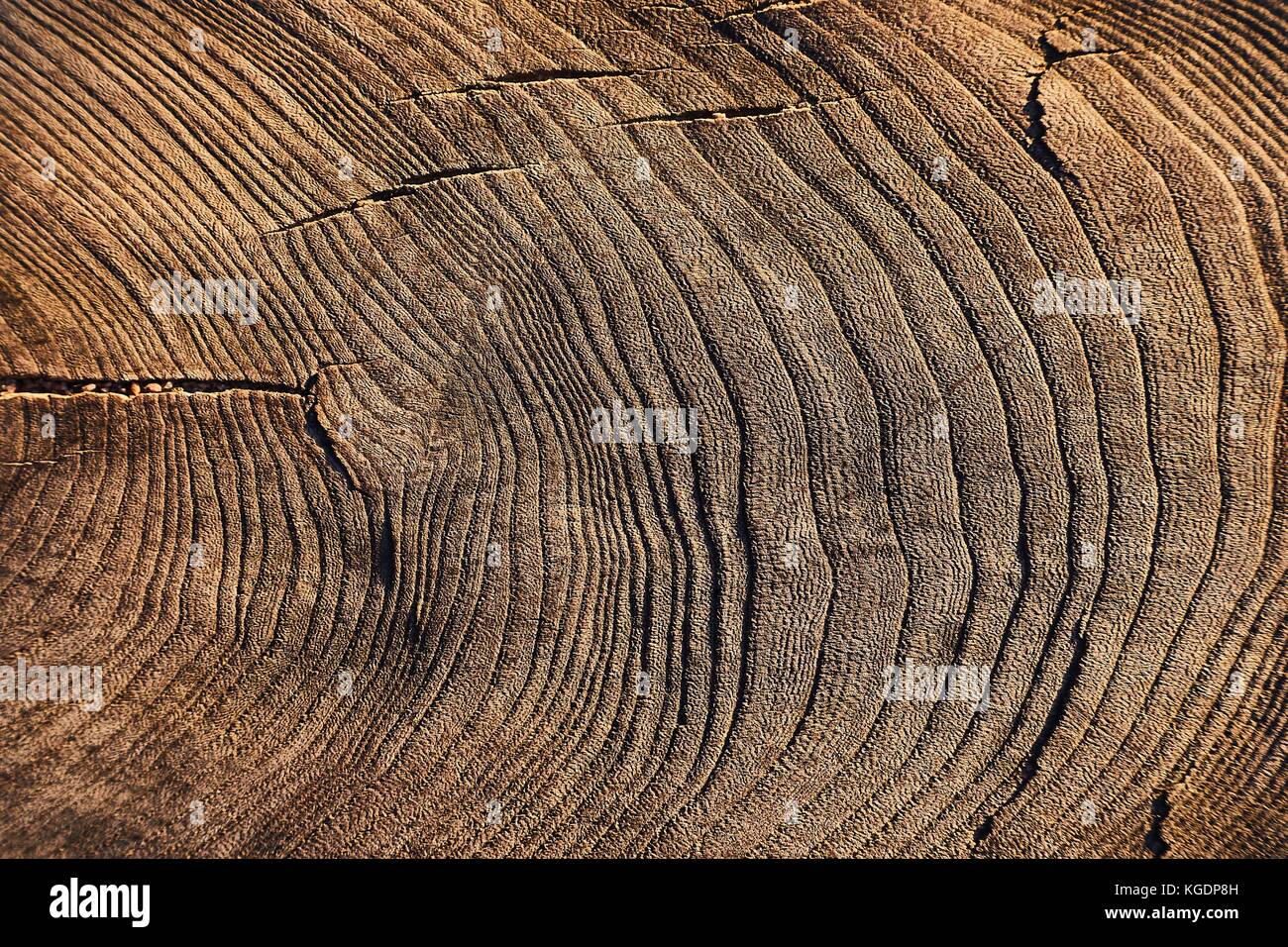 Tree trunk texture Stock Photo - Alamy