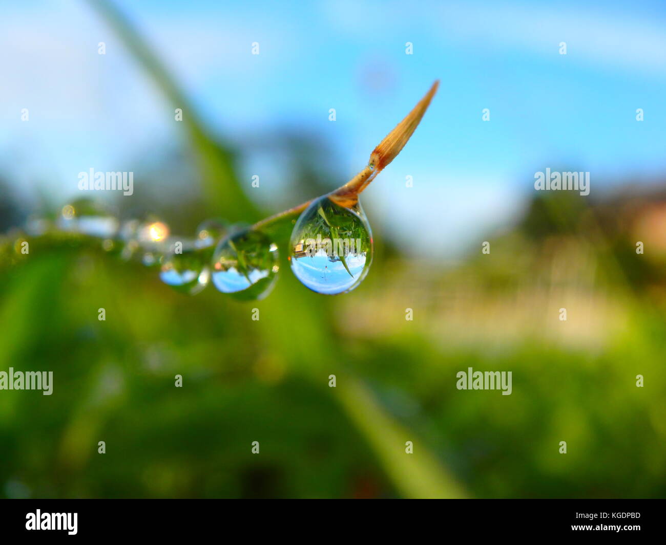 Morning Dew Stock Photo Alamy morning-dew-stock-photo-alamy