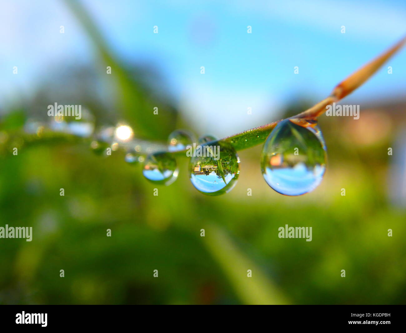 Mirror of dew hi-res stock photography and images - Alamy