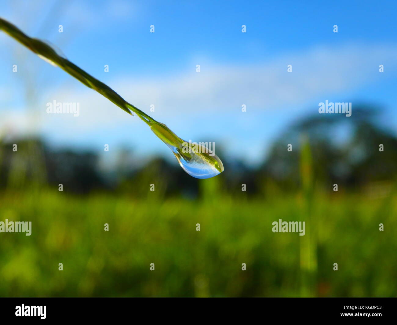Mirror of dew hi-res stock photography and images - Alamy