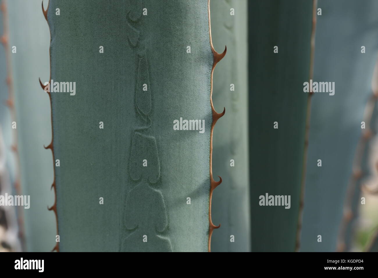 Detail of spiny green succulent leaf Stock Photo - Alamy