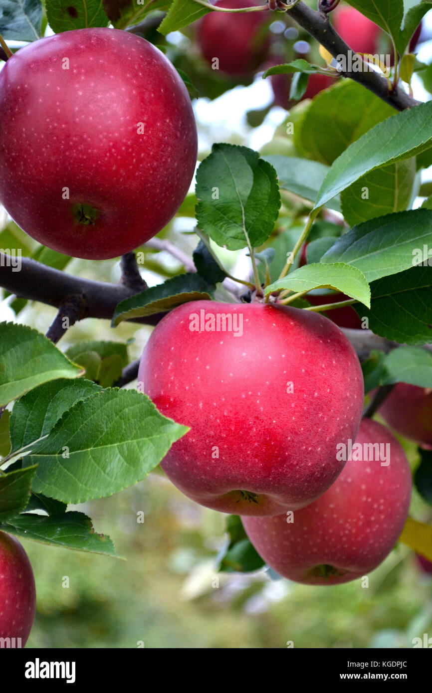 Apple tree multiple apples hi-res stock photography and images - Alamy