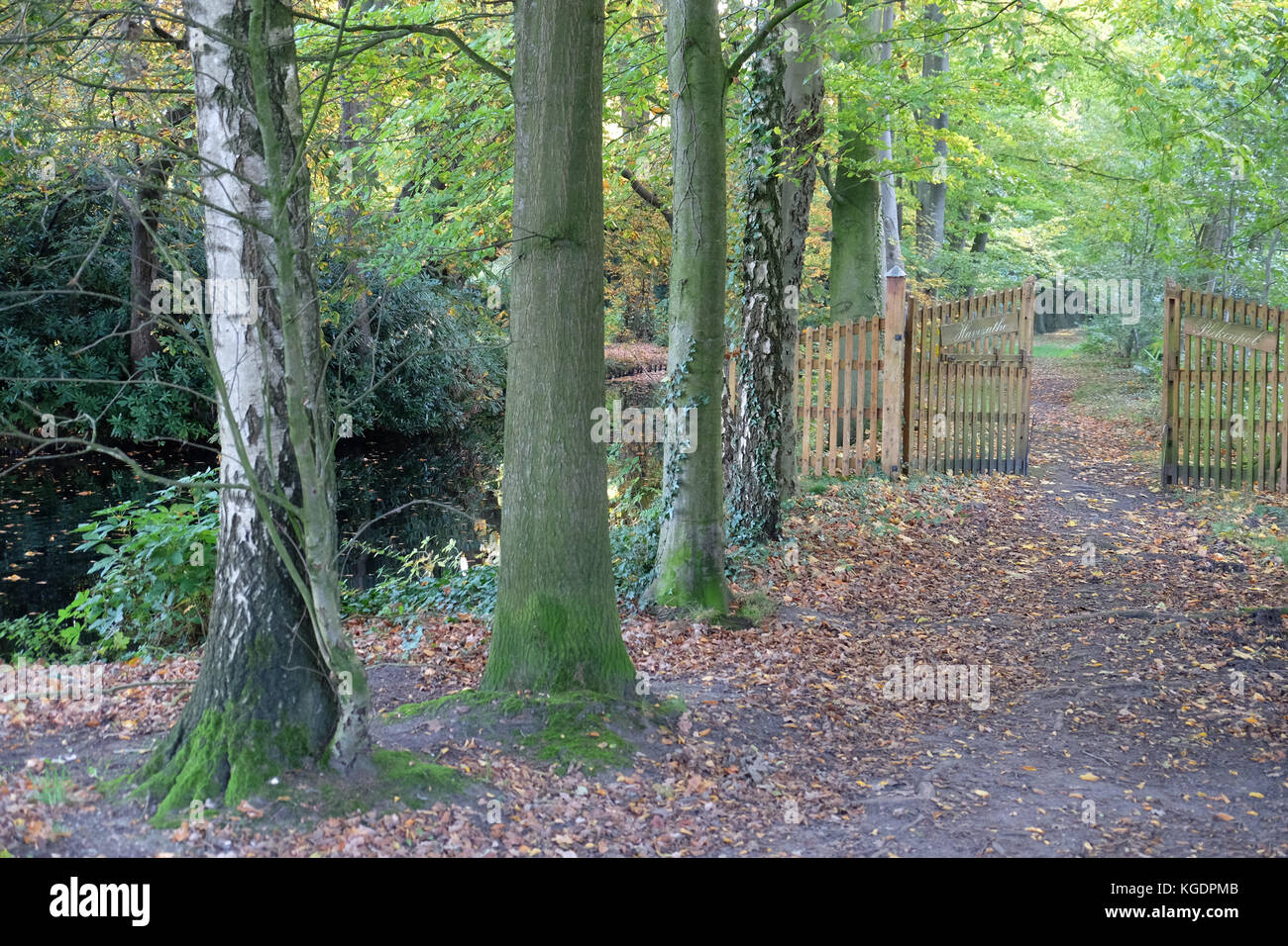 forest in the netherlands Stock Photo - Alamy