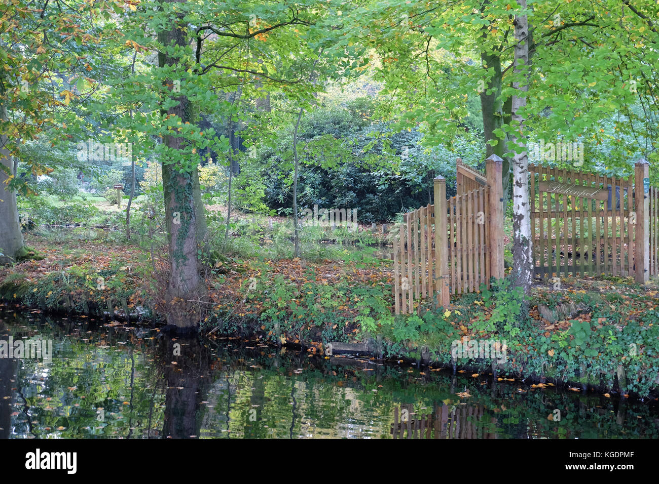 forest in the netherlands Stock Photo - Alamy