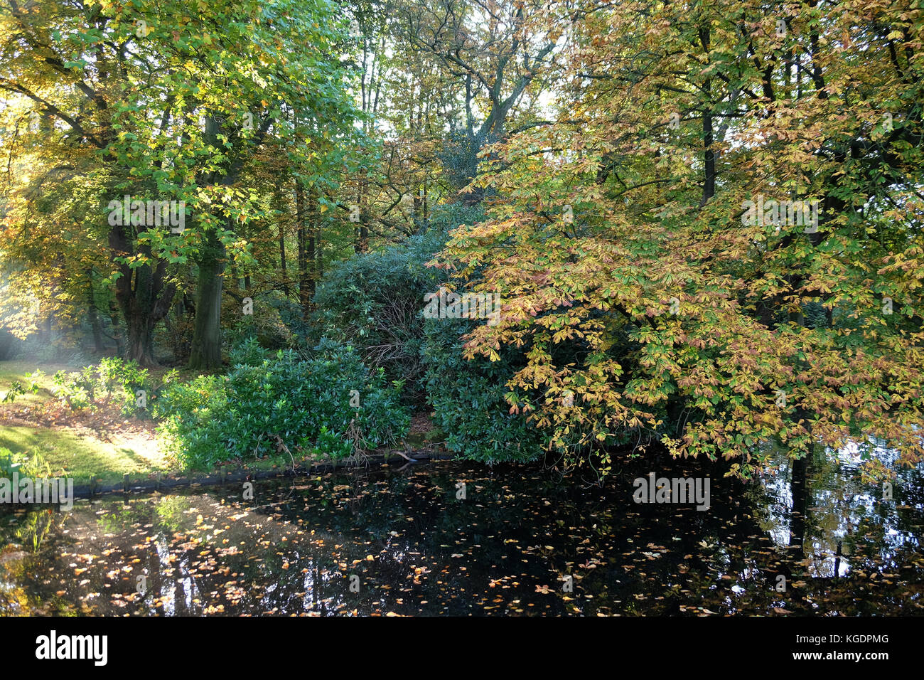 forest in the netherlands Stock Photo - Alamy