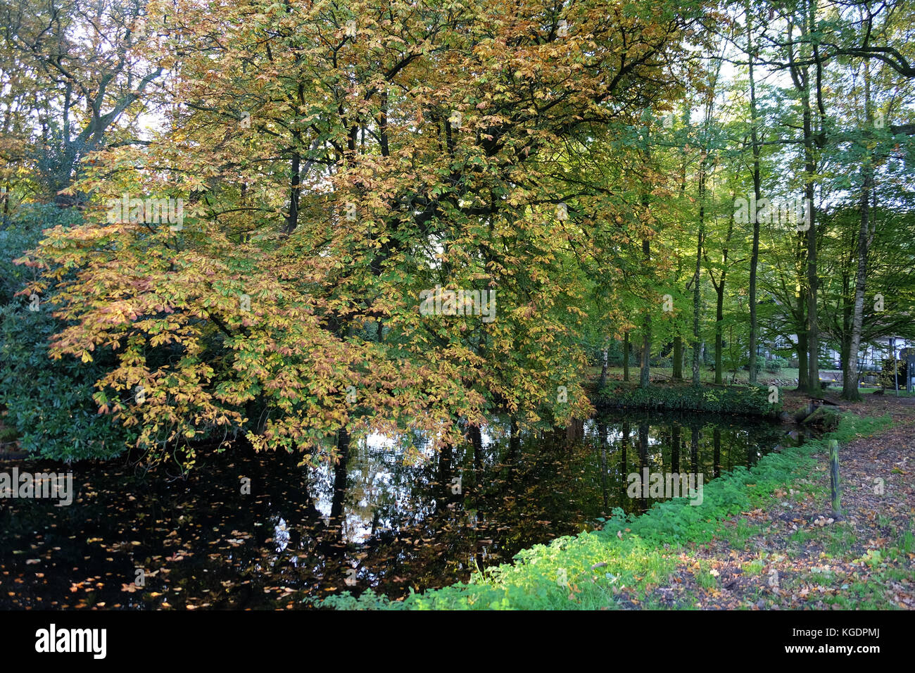 forest in the netherlands Stock Photo - Alamy