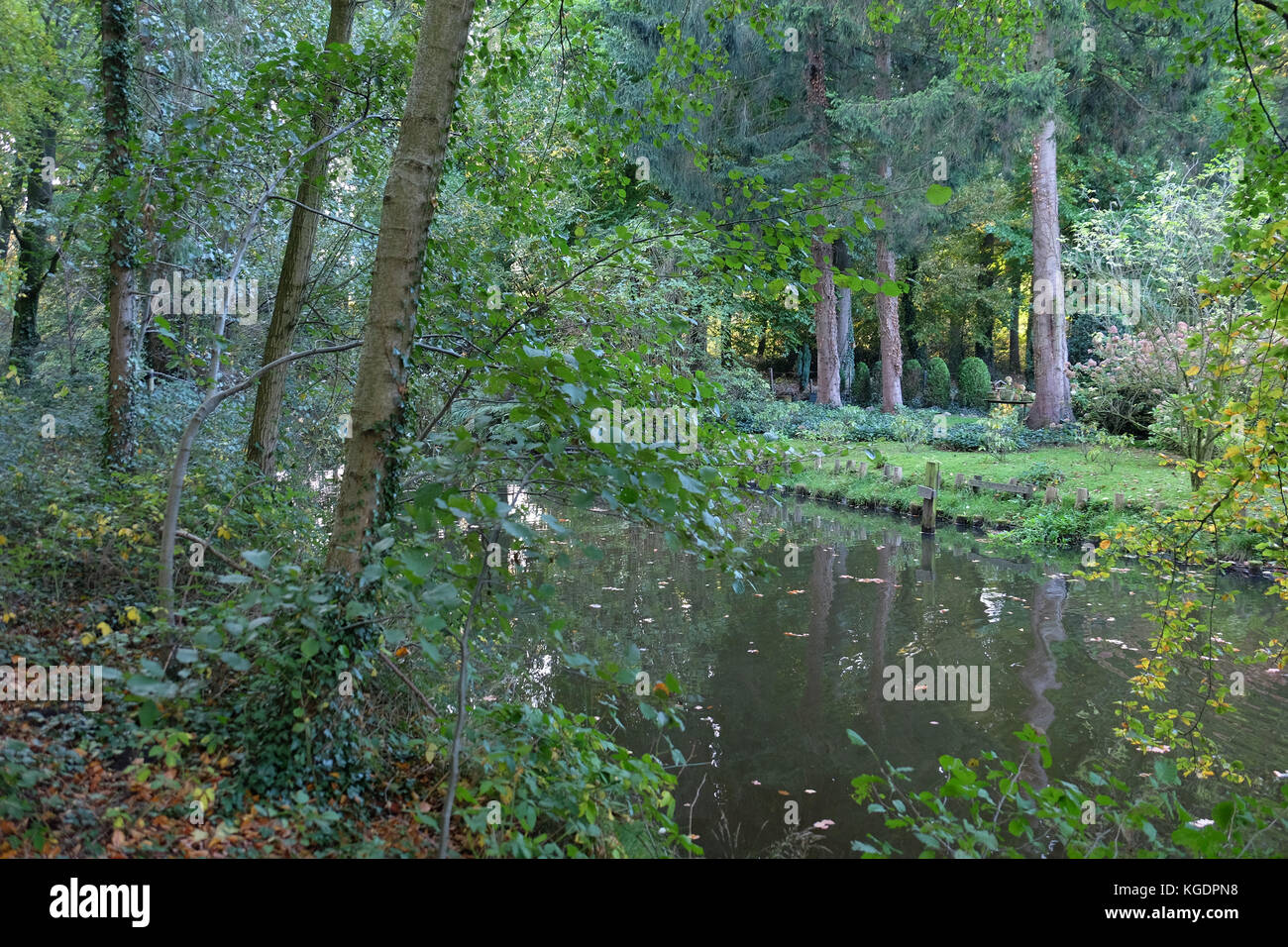 forest in the netherlands Stock Photo - Alamy