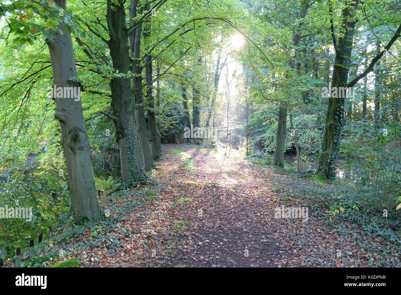 forest in the netherlands Stock Photo - Alamy