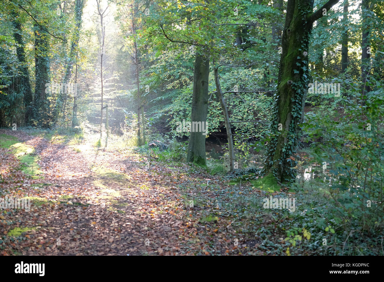 forest in the netherlands Stock Photo - Alamy