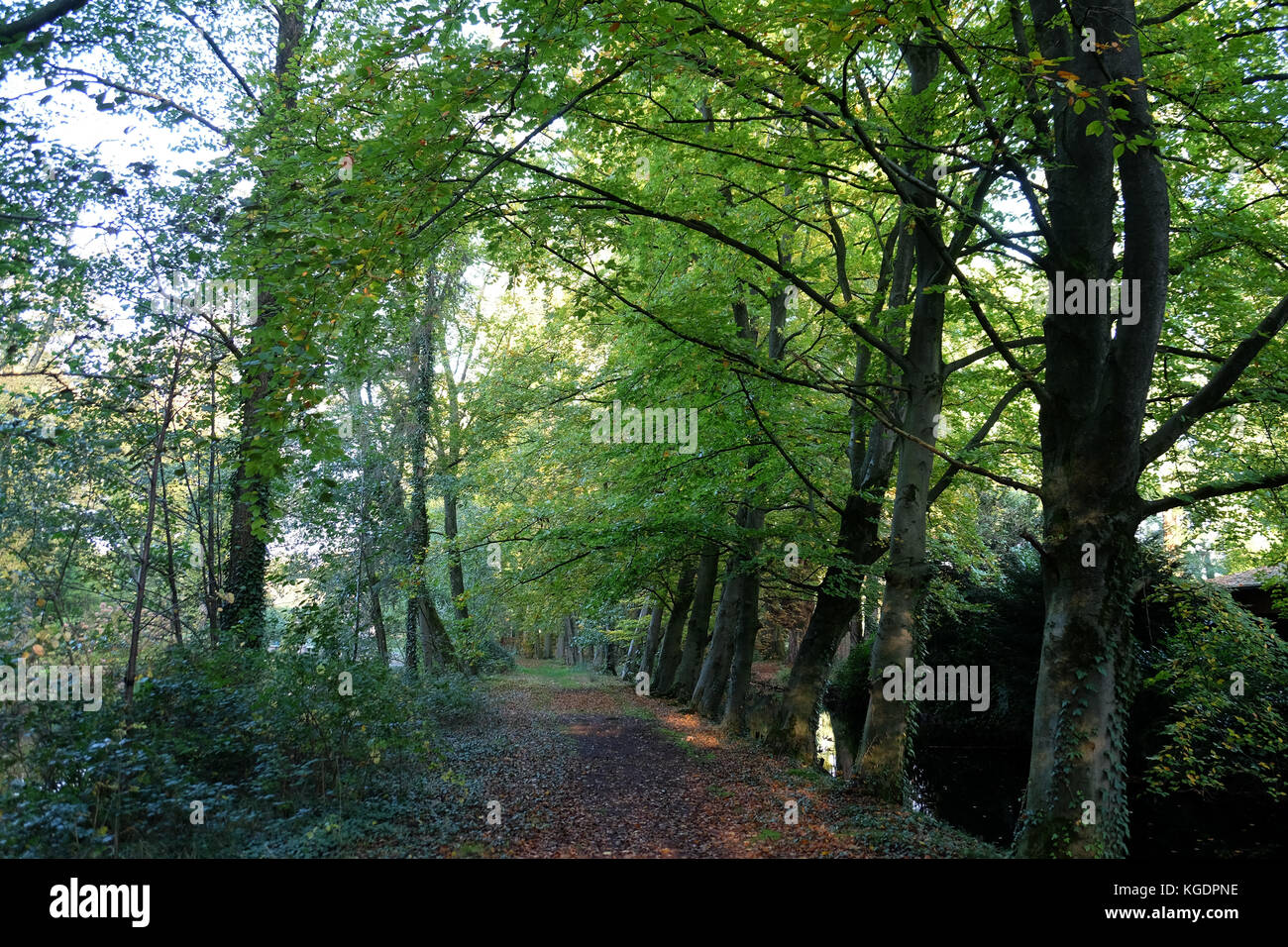 forest in the netherlands Stock Photo - Alamy