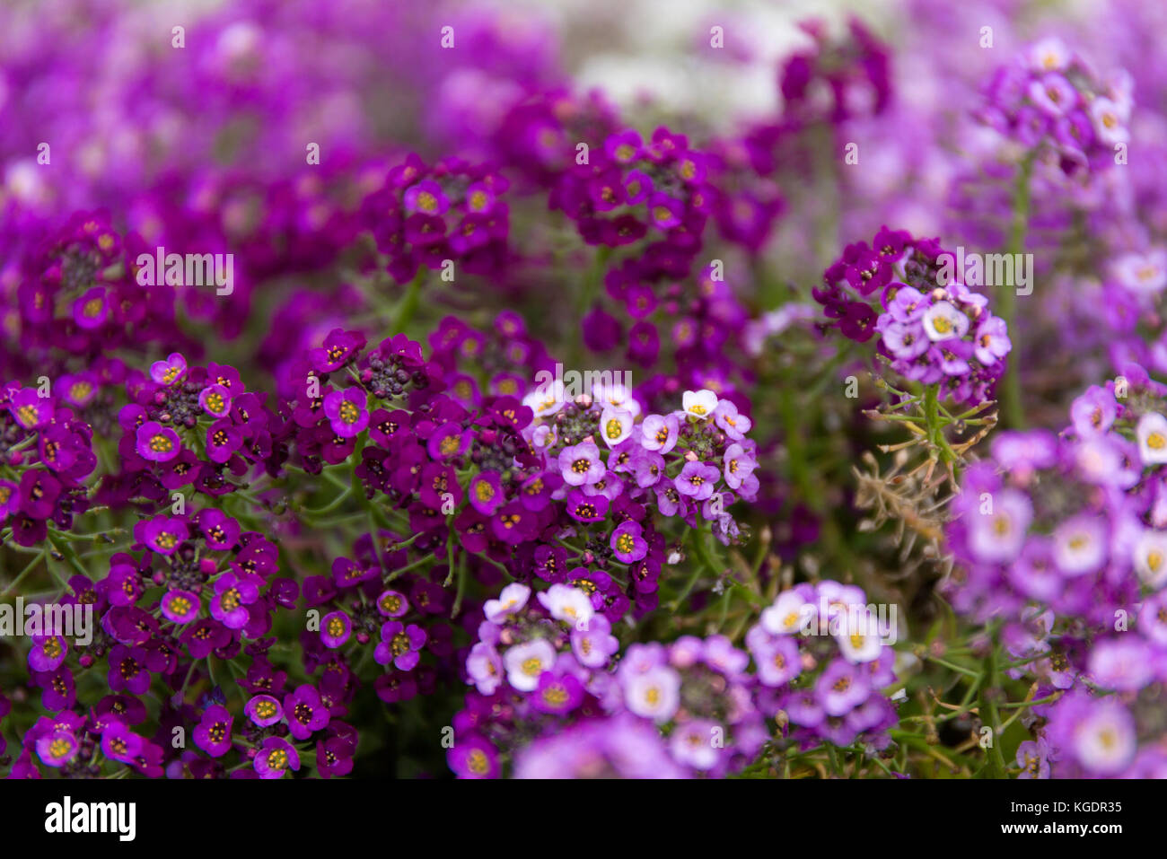Purple summer flower fields. Floral blur background Stock Photo - Alamy