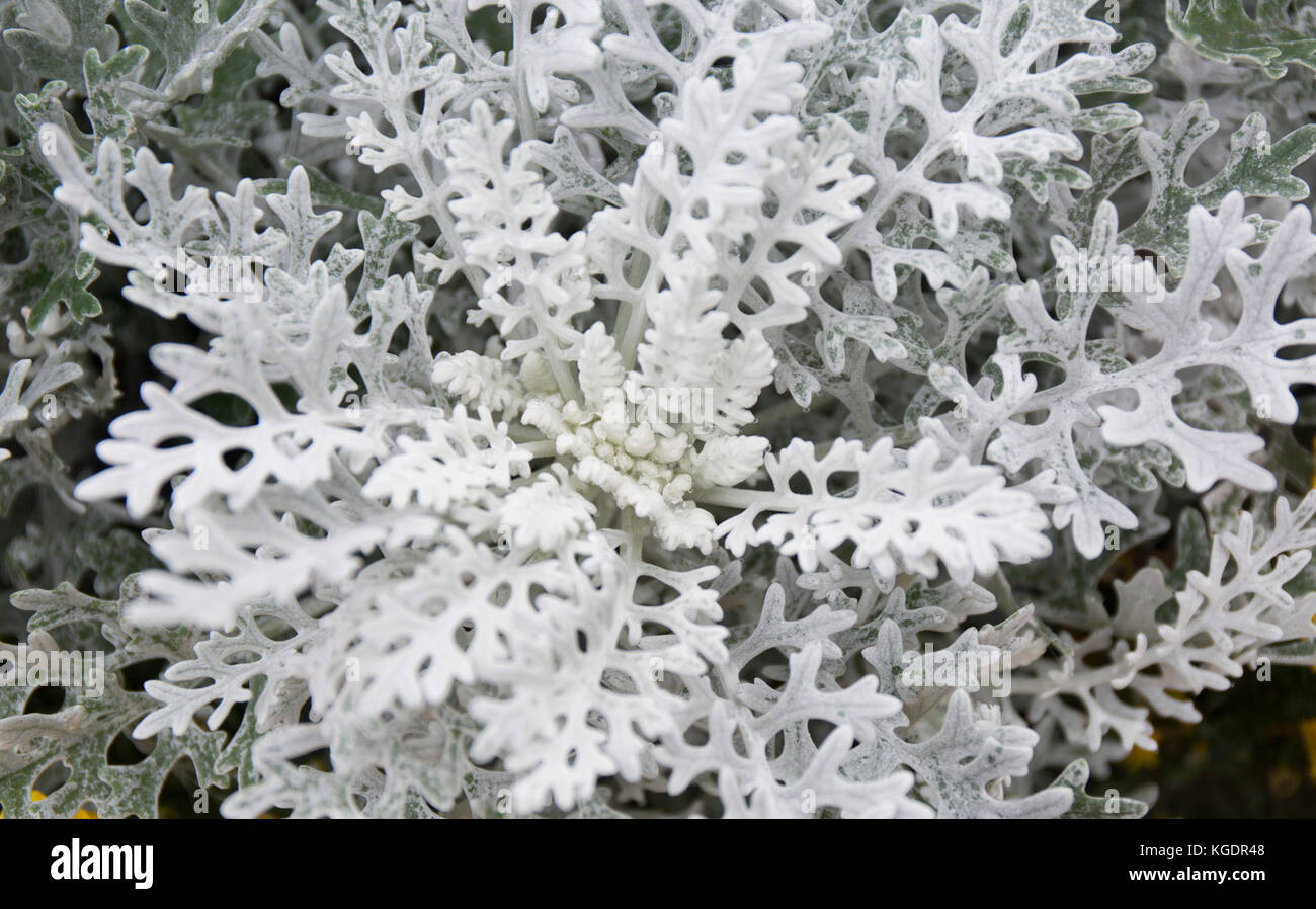 Cineraria maritima silver dust. Soft Focus Dusty Miller Plant ...