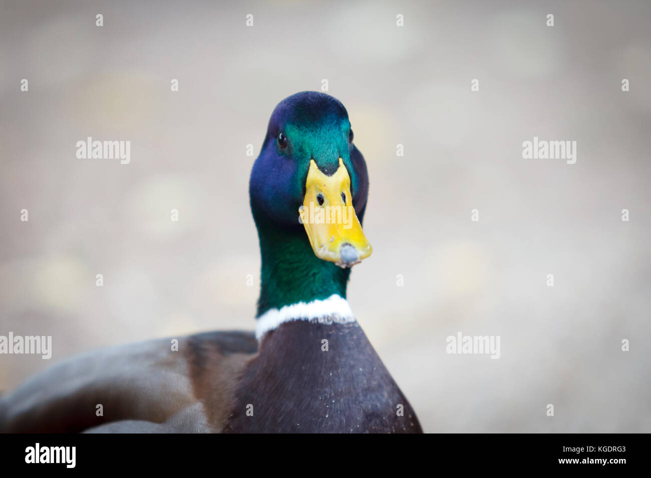 Beautiful duck with green face walking in a park Stock Photo - Alamy