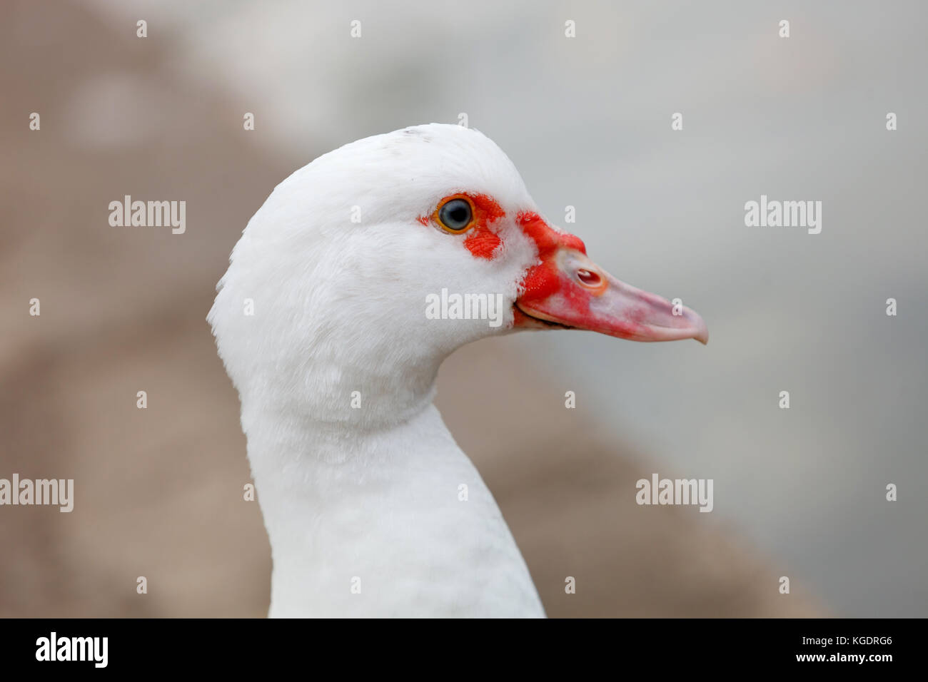 Goose with red face hi-res stock photography and images - Alamy