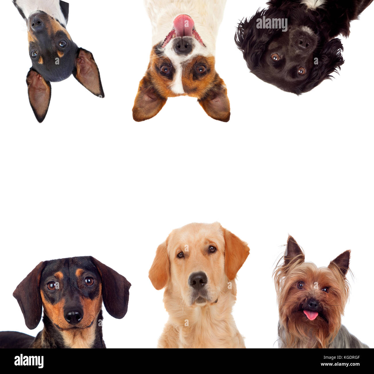 Differents dogs looking at camera isolated on a white background Stock ...