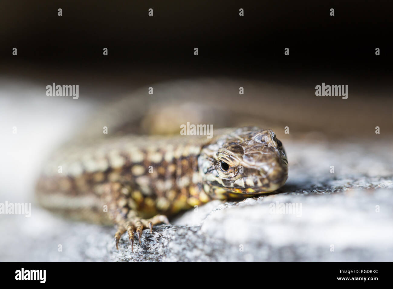 front view natural european wall lizard (podarcis muralis) on granite ...