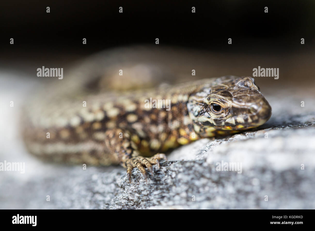 detailed portrait natural european wall lizard (podarcis muralis) on ...