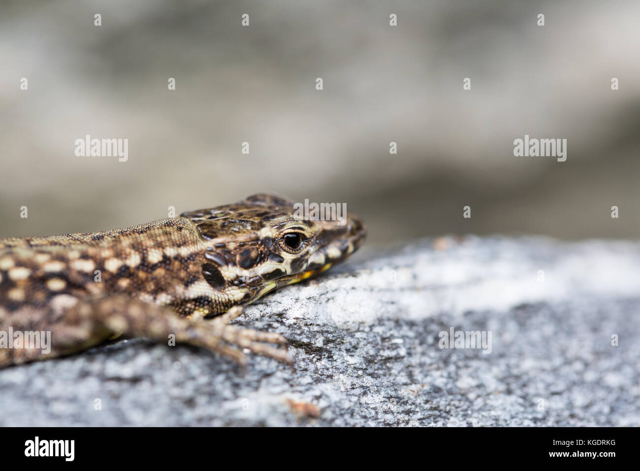 side view natural european wall lizard (podarcis muralis) lying on ...
