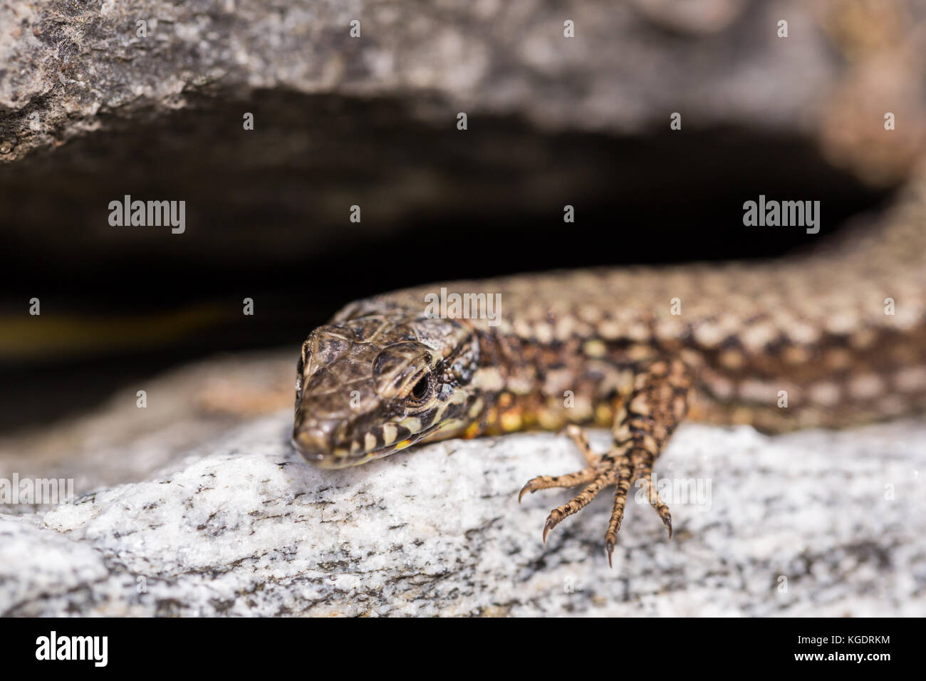 detailed view natural european wall lizard (podarcis muralis) lying on ...