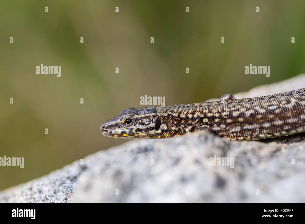 side view natural european wall lizard (podarcis muralis) lying on ...