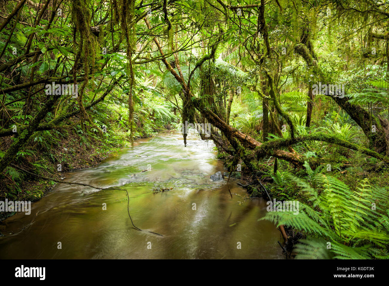 Stream in evergreen rainforest hi-res stock photography and images - Alamy