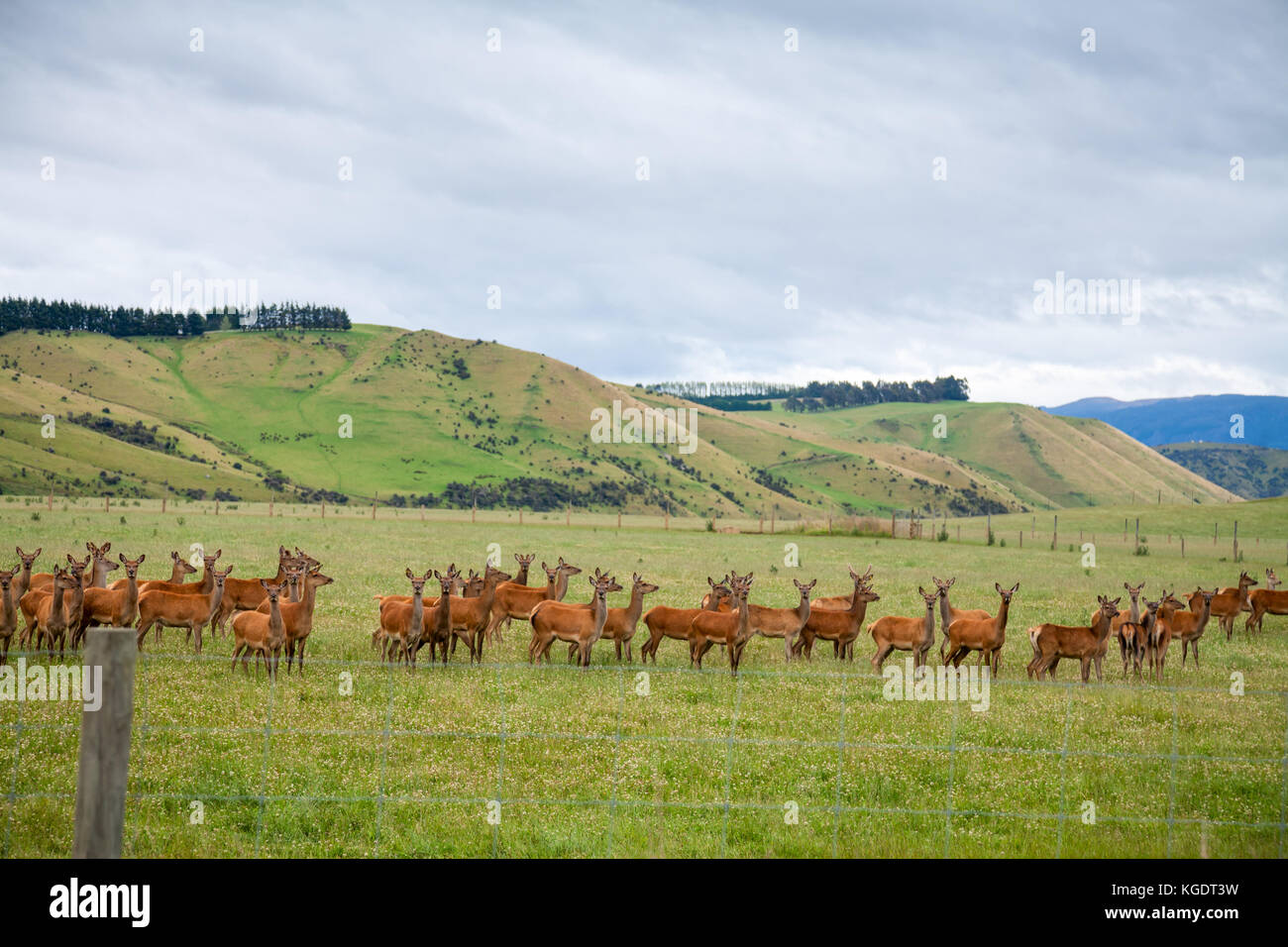 Deer farm new zealand hi-res stock photography and images - Alamy