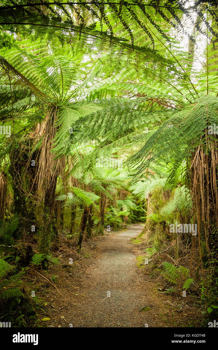 Pathway through dense temperate rainforest with fern trees in New ...