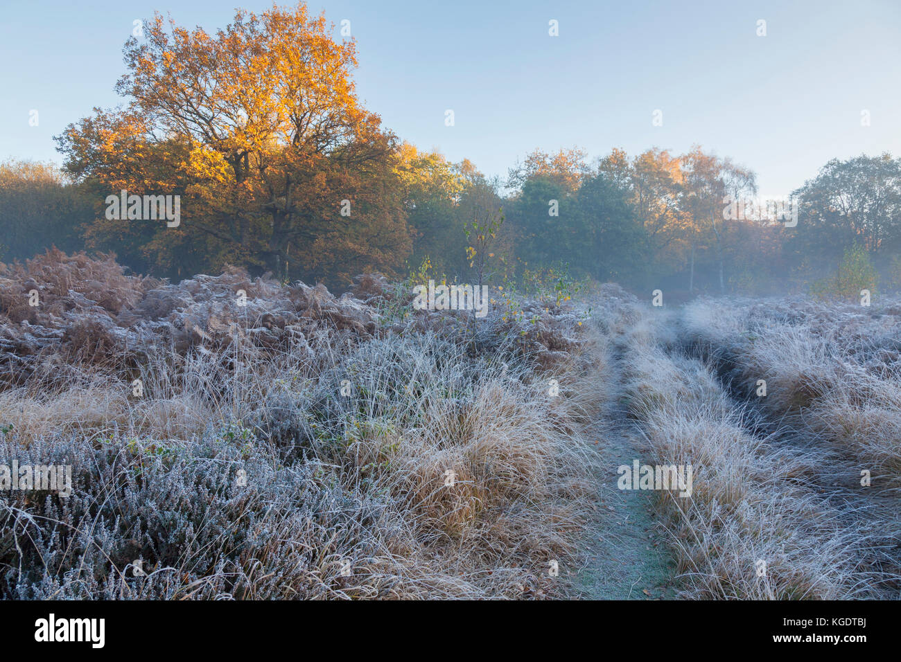 After the coldest night so far this winter in south Essex the day ...