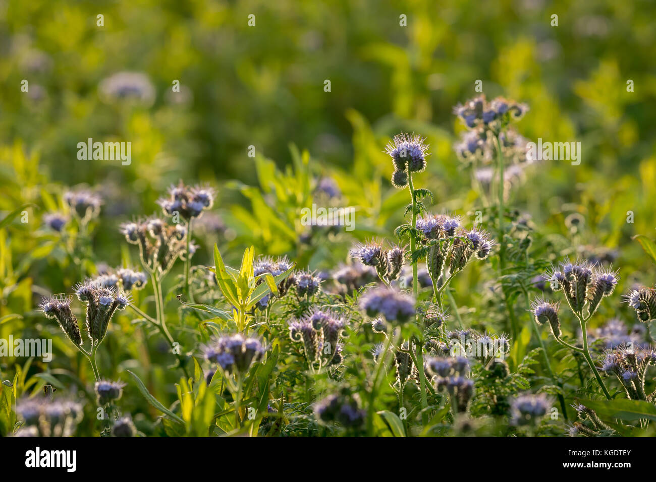 Details of a Phacelia field in autumn blossoms backlit Stock Photo - Alamy