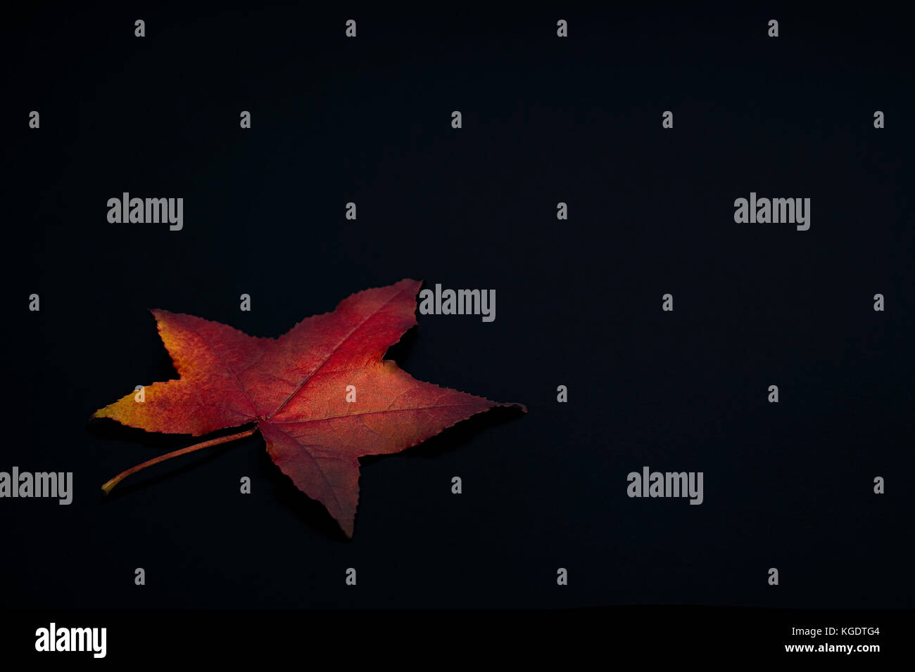 Bright and colorful autumnal colored leaf on a black background Stock ...