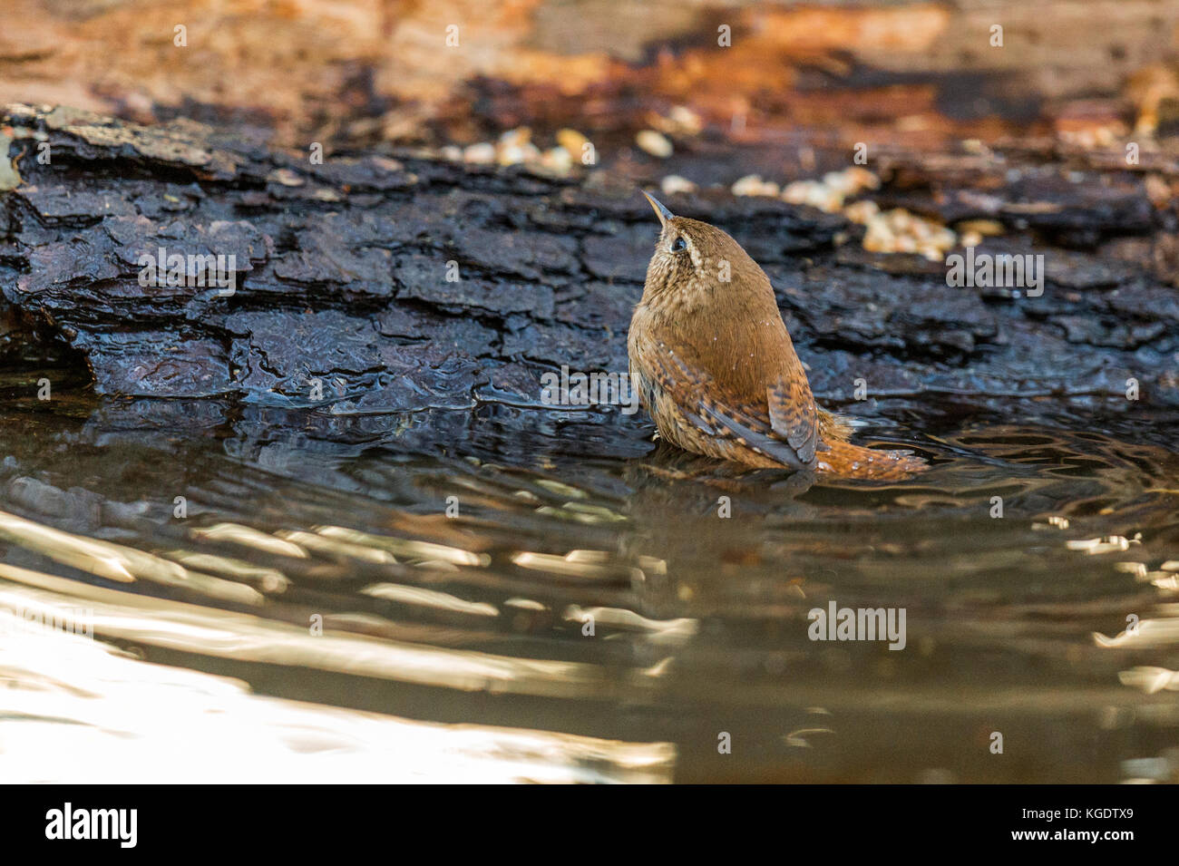 British Wildlife in Natural Habitat. Our National Treasure a beautiful ...