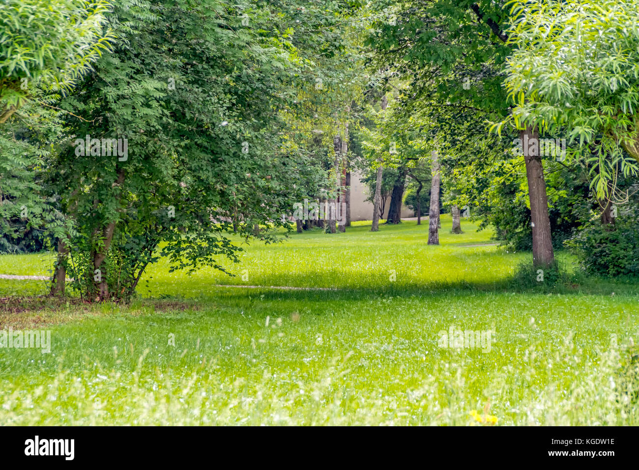 idyllic park scenery with trees and grass at summer time Stock Photo ...