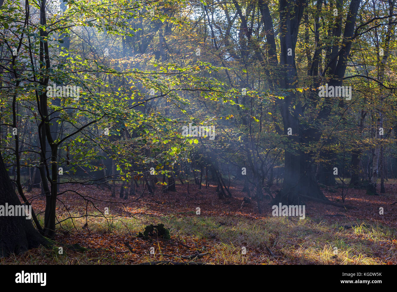 Deep in Epping Forest near London Shafts of Bright Sunlight Pierce the ...