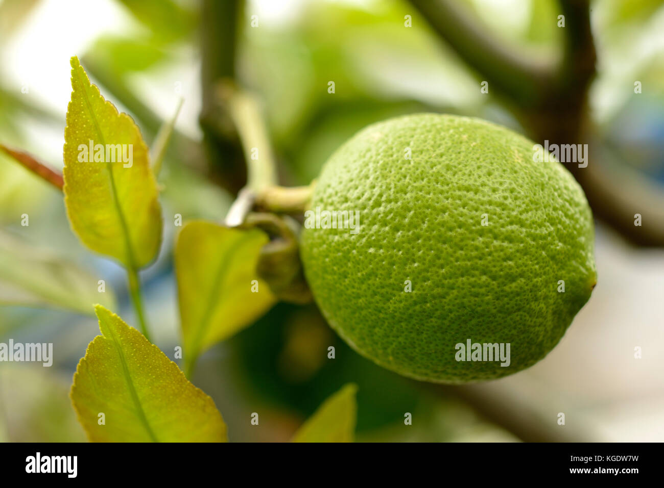 Lemon fruit in the tree Stock Photo - Alamy