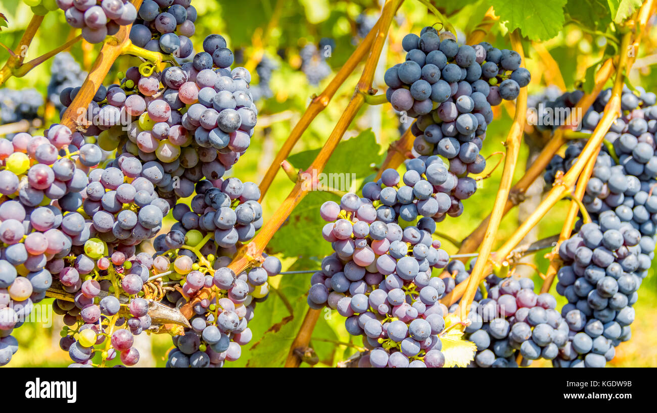 detail of blue grapes in a sunny illuminated vineyard Stock Photo - Alamy