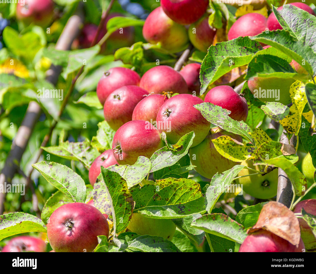 Hanging boughs hi-res stock photography and images - Alamy