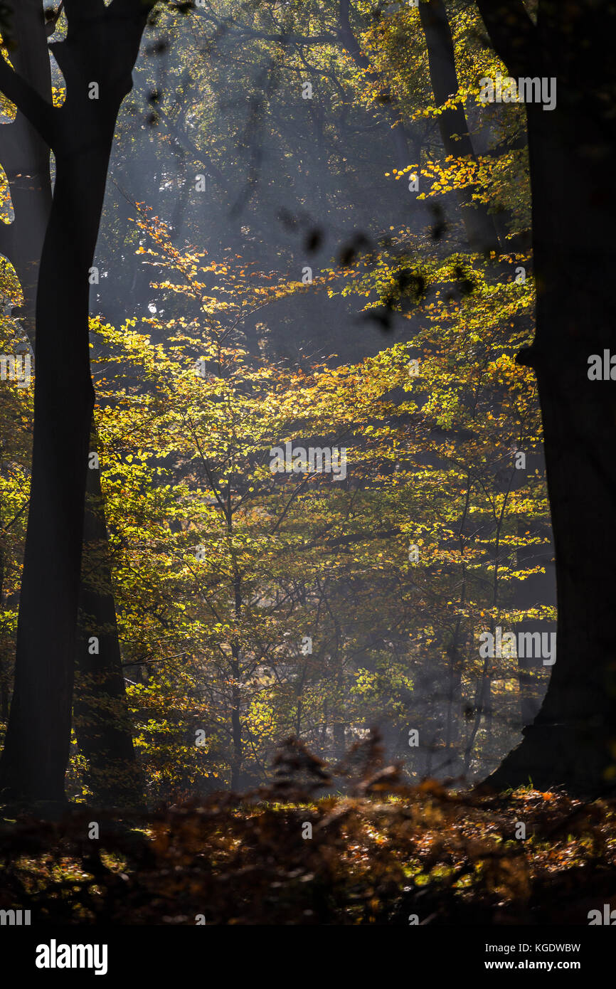 Sun filtering through the trees hi-res stock photography and images - Alamy