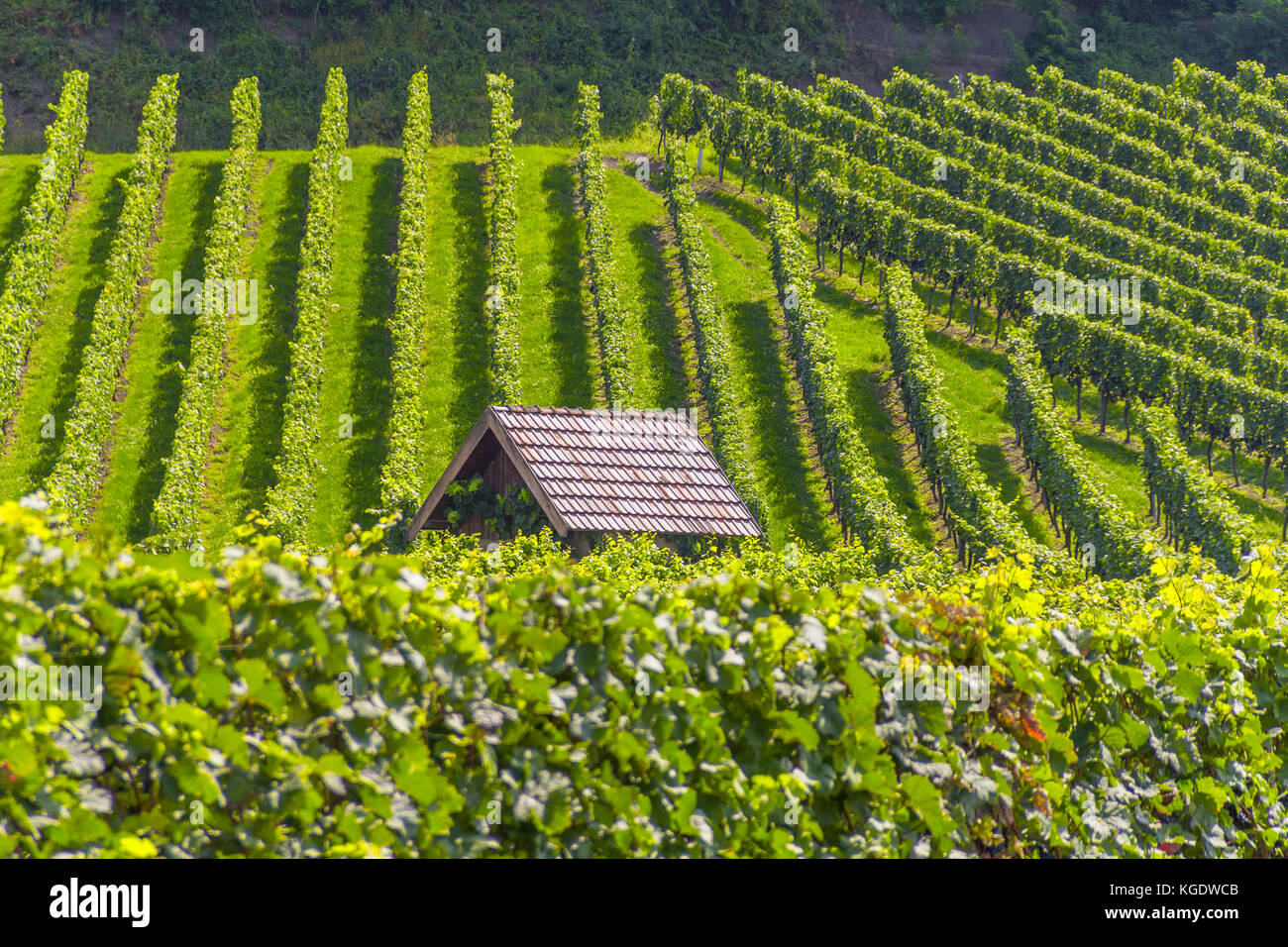 sunny scenery with small hut in a vineyard at late summer time Stock ...