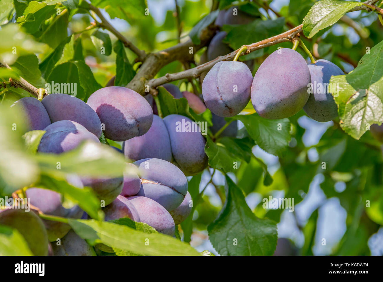 Kernel development hi-res stock photography and images - Alamy