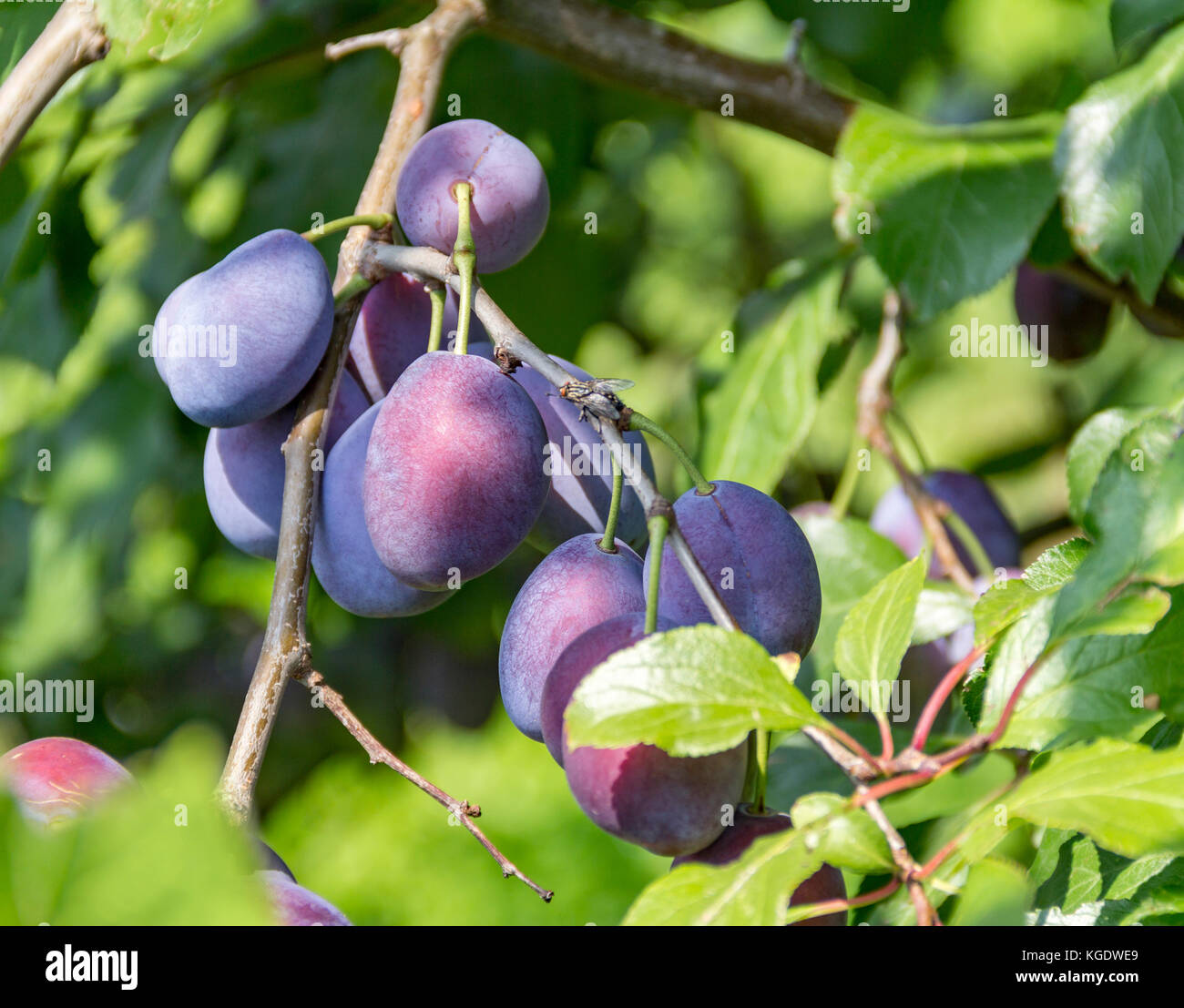 Prune plum tree hi-res stock photography and images - Alamy