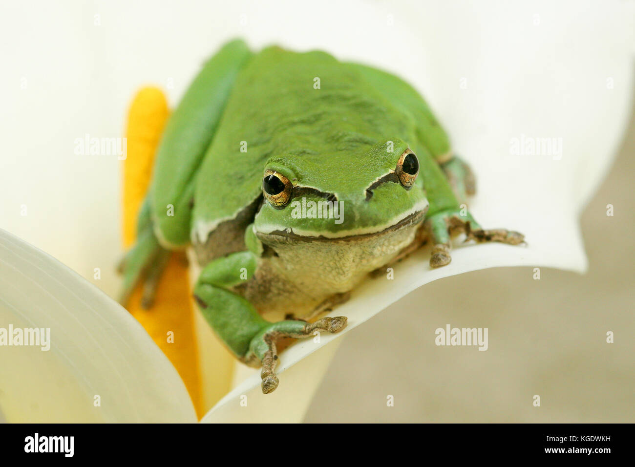 Frog front view hi-res stock photography and images - Alamy