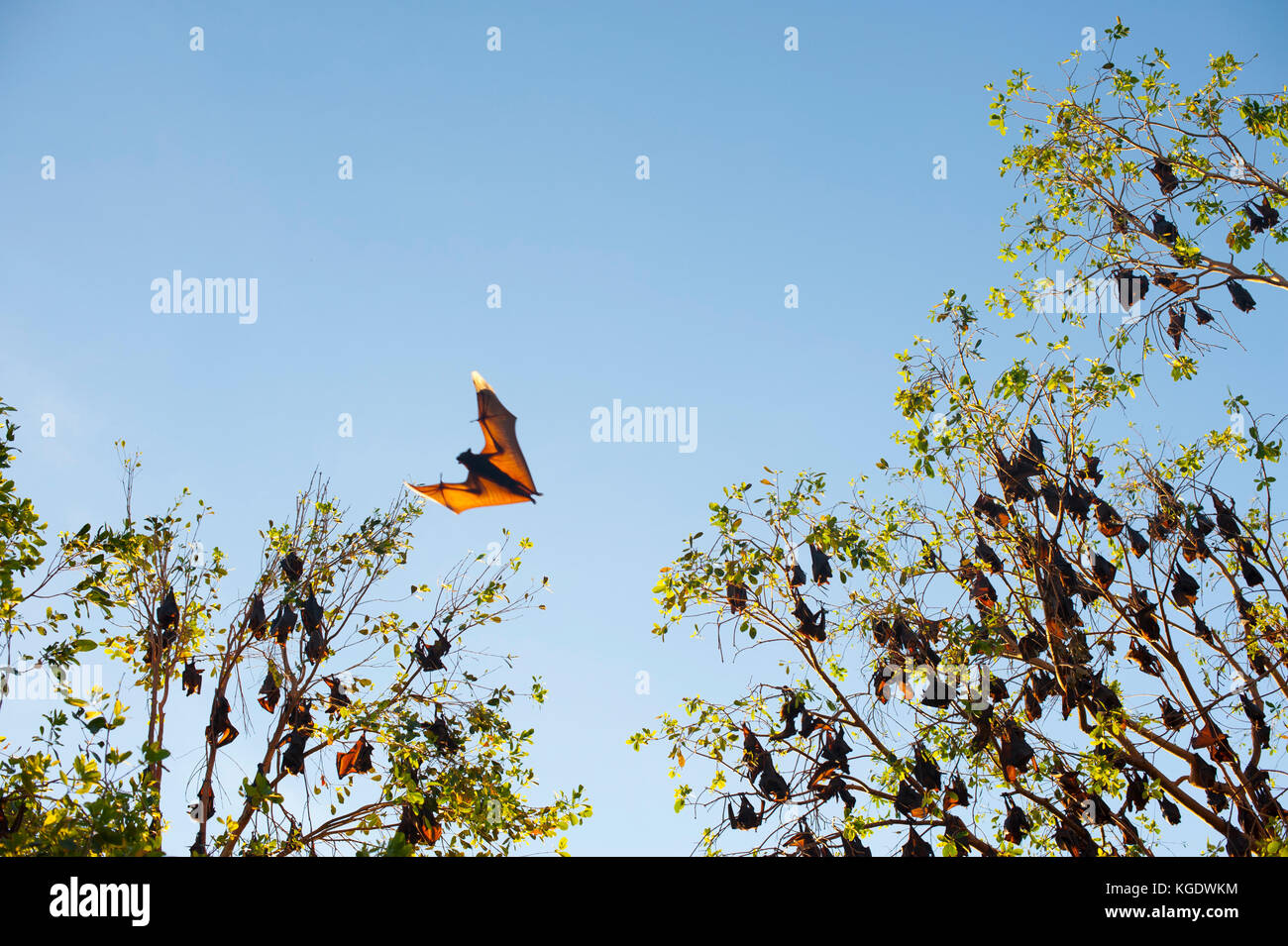 A colony of little red flying foxes has taken up residence in Nitmiluk ...