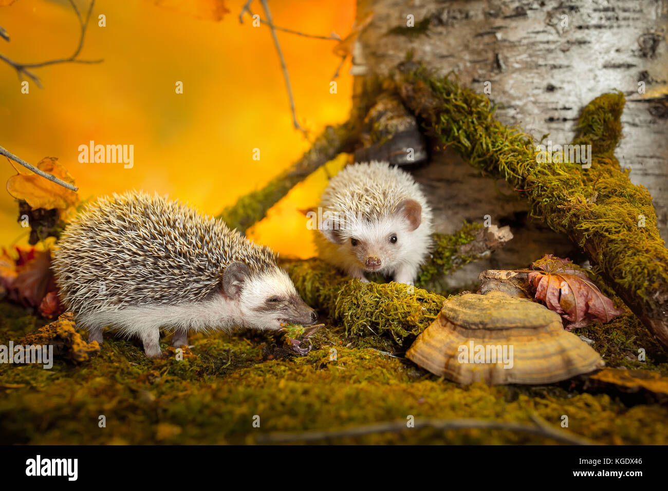 Small african pygmy hedgehogs Stock Photo - Alamy