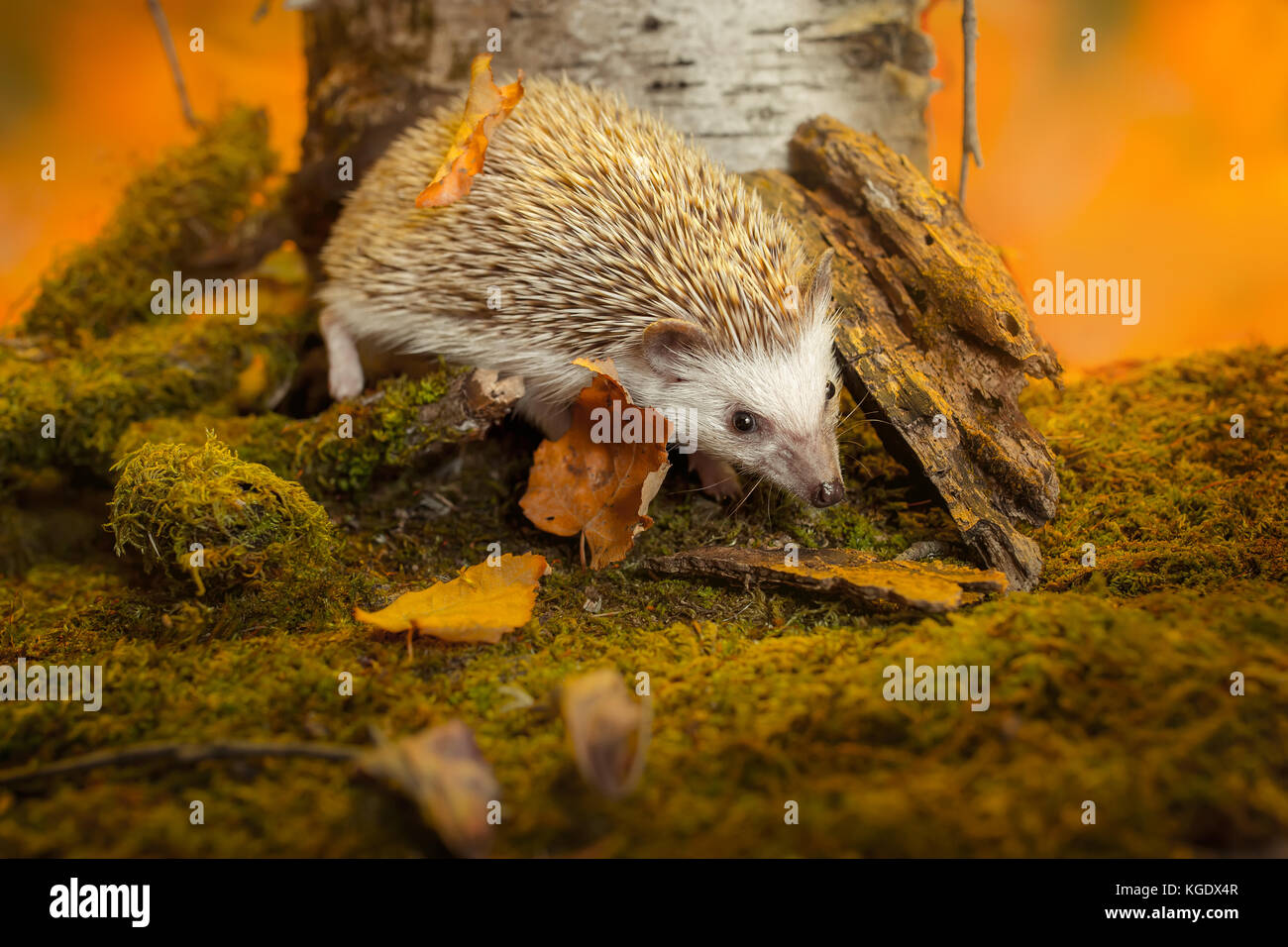 Small african pygmy hedgehog Stock Photo - Alamy
