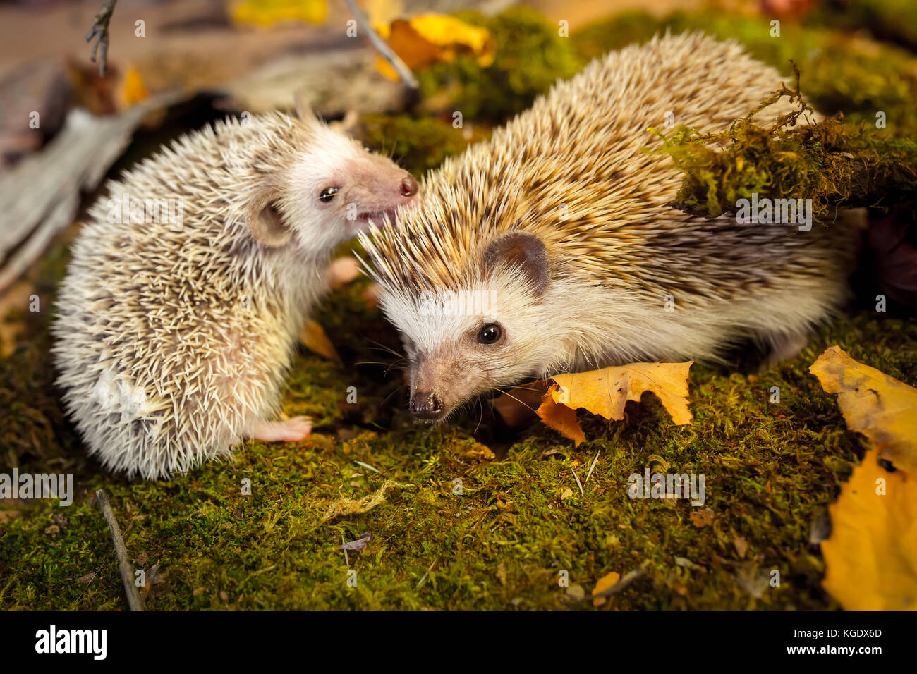 Small african pygmy hedgehogs Stock Photo - Alamy