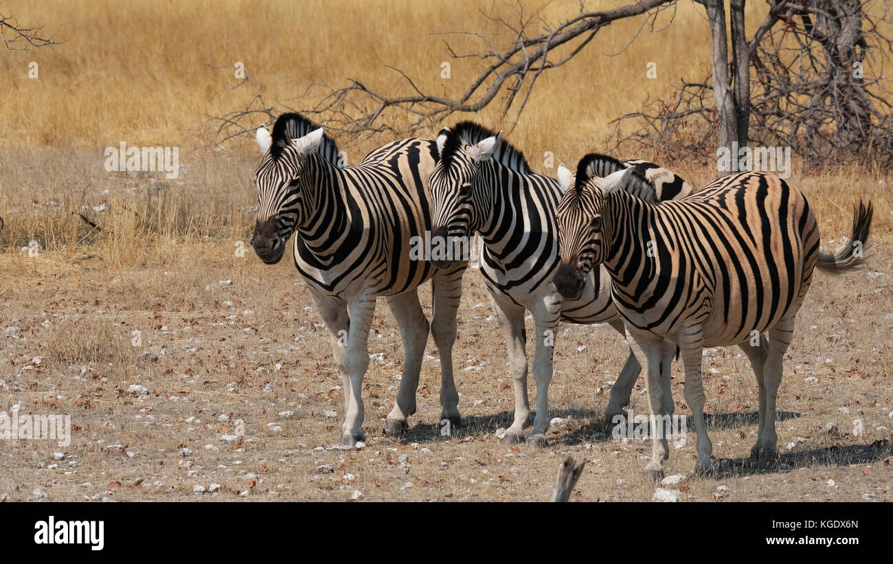 Zebra trio hi-res stock photography and images - Alamy