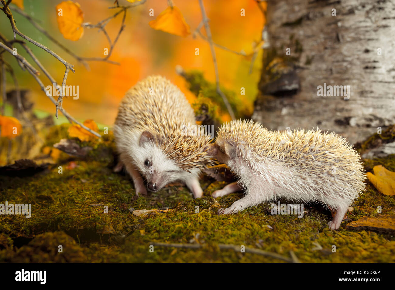 Small african pygmy hedgehogs Stock Photo - Alamy
