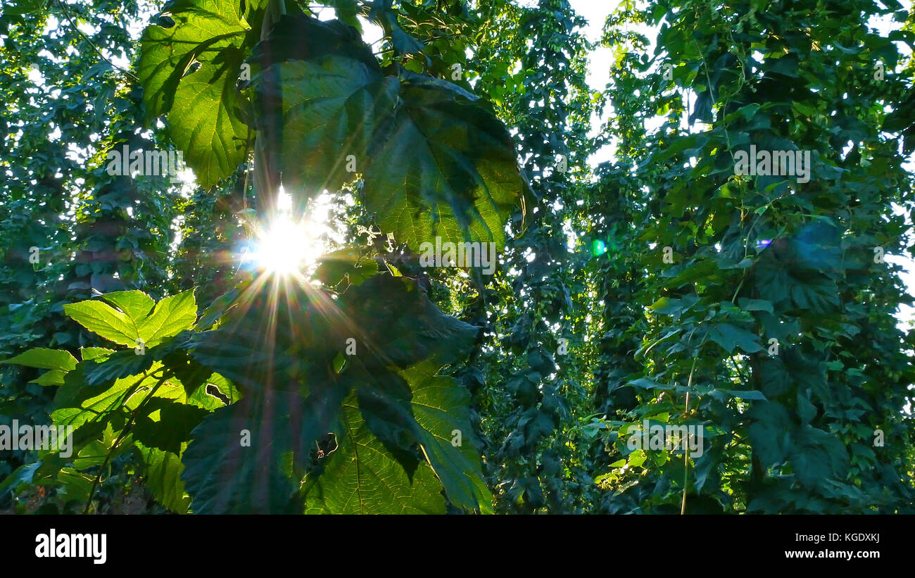 Morning dawn hop field hi-res stock photography and images - Alamy