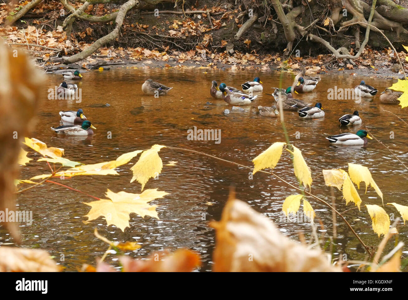 Ducks on the River in the Autumn Season Stock Photo - Alamy